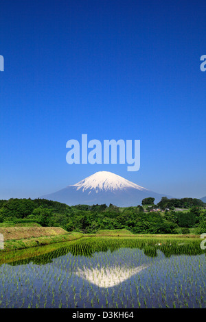 Mt. Fuji reflected in rice paddy, Yamanashi, Japan Stock Photo - Alamy