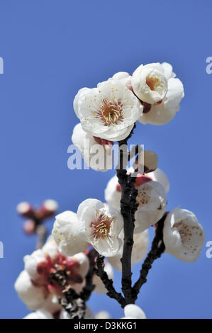 Plum flowers and blue sky at Osaka Castle Park Stock Photo - Alamy