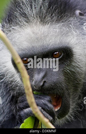 1 one, single, Colobus monkey, looking across, profile, head , hand ...
