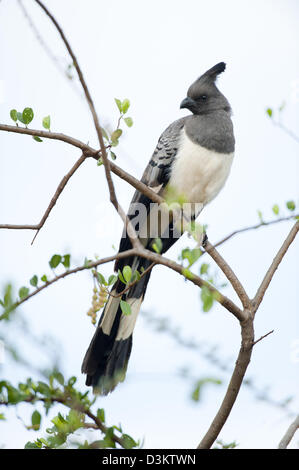 A Go-Away Bird in Tsavo East National Park, Kenya, 2021 Stock Photo - Alamy