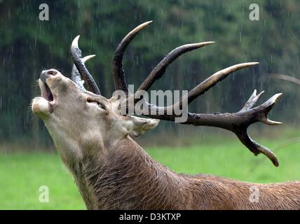 In the rutting season this stag shows his powerful antlers Stock Photo ...