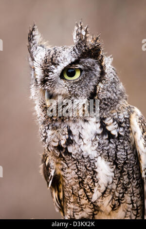 Eastern Screech Owl, Gray-phase, Megascops asio, Richardson, Strigidae ...