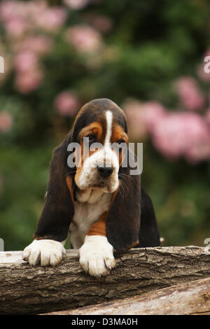 Young basset hound lying down facing the camera seen from the side ...