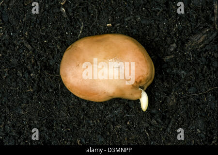 Germinating broad bean Vicia faba seed with young radicle just emerging ...