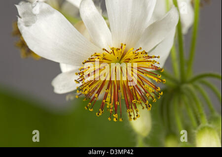 African hemp, Sparrmannia africana, flower with open stamens, filaments ...