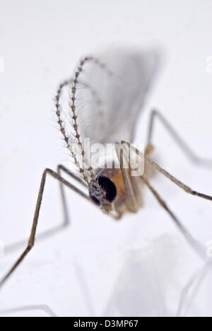 Predatory midge Aphidoletes aphidimyza an adult midge on a leaf with an ...