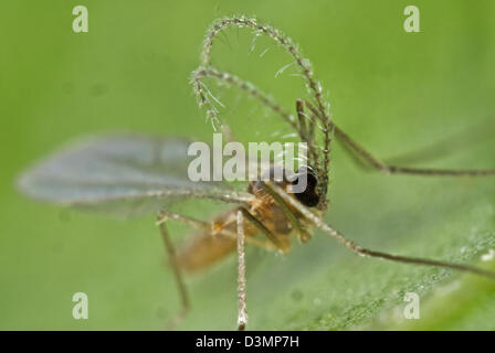 Male predatory midge, Aphidoletes aphidimyza, with elaborate antennae ...