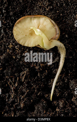 Broad bean close up of seed Stock Photo - Alamy