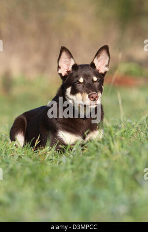 sheep is lying in the meadow and looking straight into the camera Stock ...