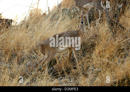 Female Oribi, Tsavo West National Park, Kenya Stock Photo - Alamy