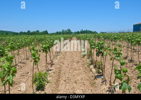 Tall spindle apple trees in the the orchard in the snow Stock Photo - Alamy