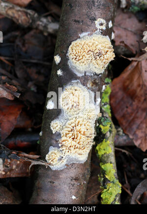 Toothed Crust, Basidioradulum radula (Syn. Hyphoderma radula ...