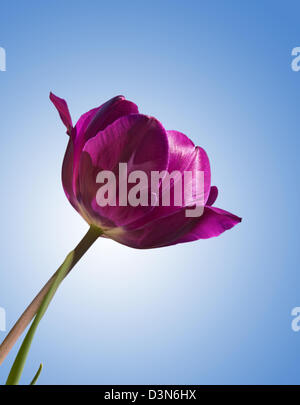 Spring easter tulip on blue wooden background Stock Photo - Alamy