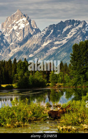 Bull Moose at Sunrise in Grand Teton National Park Wyoming in Auutmn ...