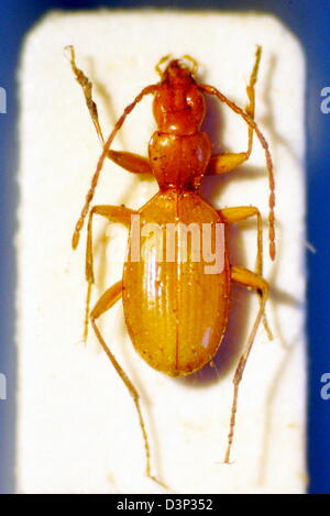 The picture shows a 'Hitler-beetle' (Anophtalmus hitleri) under an ...