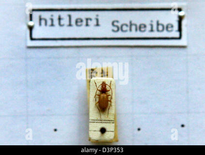 The picture shows a 'Hitler-beetle' (Anophtalmus hitleri) under an ...