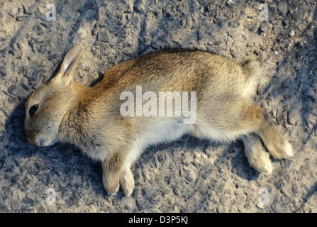 A dead baby rabbit lying on grass wet with heavy rain Stock Photo - Alamy