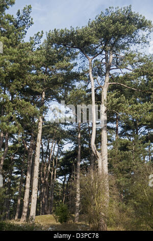 Maritime pine (Pinus pinaster) is an evergreen tree native to western ...