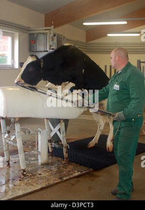 Prime breeding bull in mating action on the cattle breeding farm in ...