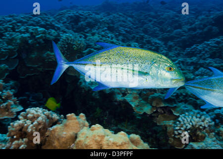 Bluefin trevally or jack, Caranx melampygus. Hawaii Stock Photo - Alamy