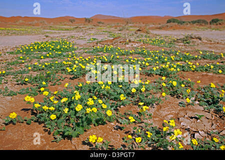 Flowers in Sossusvlei, Namib-Desert, Namibia, landscape Stock Photo - Alamy