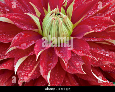 Close-up of flowers blooming on field Stock Photo - Alamy