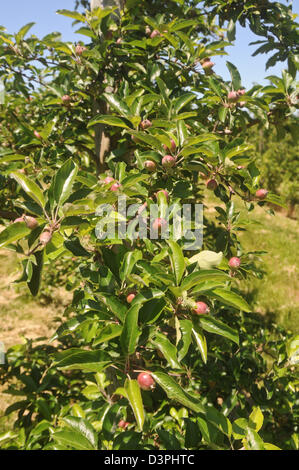 Hedging apple orchard of tall spindle trees in Upstate New York Stock ...