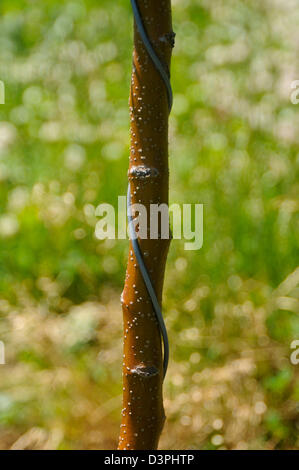 Tall spindle apple tree with wire guide orchard in the winter, Upstate ...