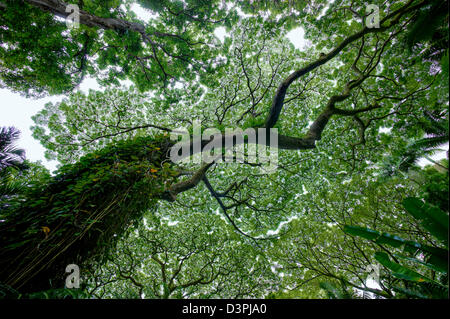 Monkey pod tree. Hawaii Tropical Botanical Gardens. Hawaii, The Big ...