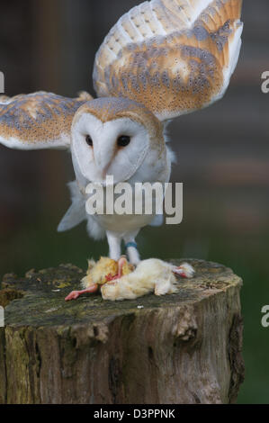 Barn Owl, common barn owls (Tyto alba), Owls, Animals, Birds, Barn Owl ...