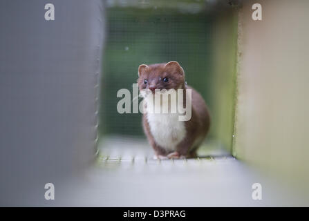 Stoat (Short-tailed weasel) (Mustela erminea, Mount Evans, Colorado ...