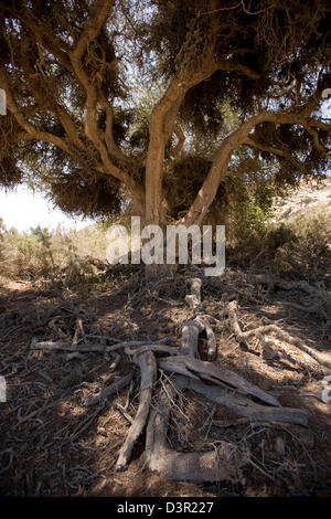 Apple-ring Acacia, Ana Tree, Balanzan Tree or Winter Thorn (Faidherbia ...