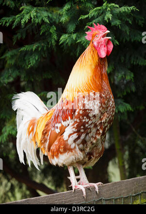 A cockerel crowing Stock Photo - Alamy