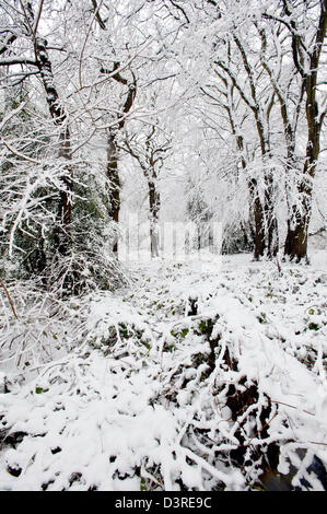 Highgate Wood covered in snow, London, United Kingdom Stock Photo - Alamy
