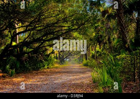 Unpaved farm road surrounded by trees. Dirt road. Shadow of the trees ...