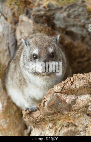 Tree Hyrax (Dendrohyrax aboreus), Tarangire National Park, Tanzania ...