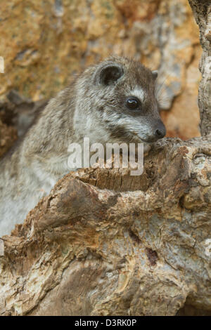 A southern tree hyrax or tree dassie (Dendrohyrax arboreus) sits ...