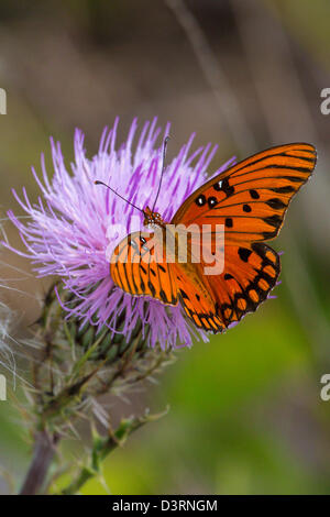 Butterfly along the park road in Everglades National Park Florida Stock ...