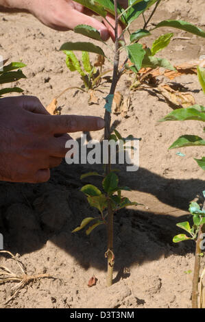 Tall spindle apple tree root stock Stock Photo - Alamy