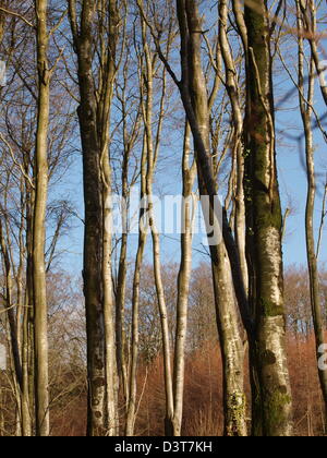 Spindly branches tall tree Stock Photo - Alamy