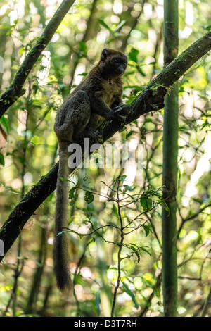 Greater Bamboo Lemur - Prolemur simus, rare beautiful primate endemic ...