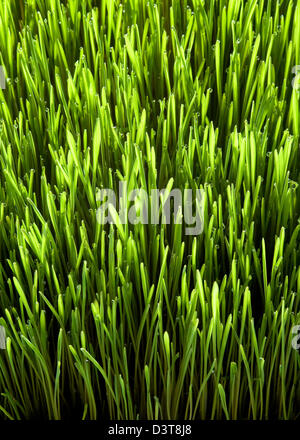 The macro close-up of fresh and green cereal ears with awns in the wind ...