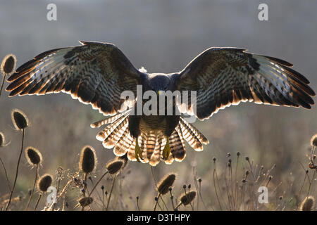 Common Buzzard with wings spread, backlit Stock Photo - Alamy