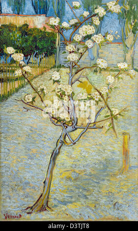Small pear tree in blossom 1888 by Vincent van Gogh Stock Photo - Alamy