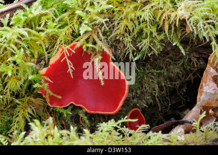 bright red Scarlet Elf-cup fungus (Sarcoscypha coccinea) with ice ...