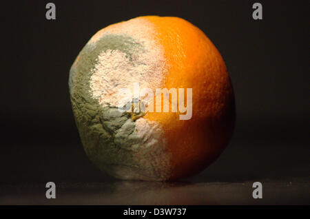 Rotten orange with mold Stock Photo: 135941059 - Alamy