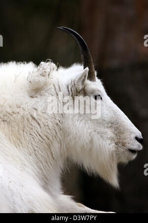 Mountain Goat in zoo. (Oreamnos americanus) in the zoo enclosure ...