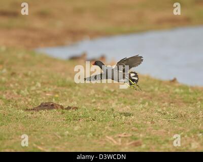 Moorhen in flight Stock Photo - Alamy