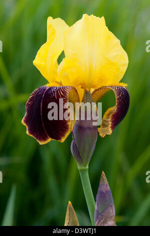 Iris, Tall bearded iris, Iris 'Rajah' Stock Photo - Alamy