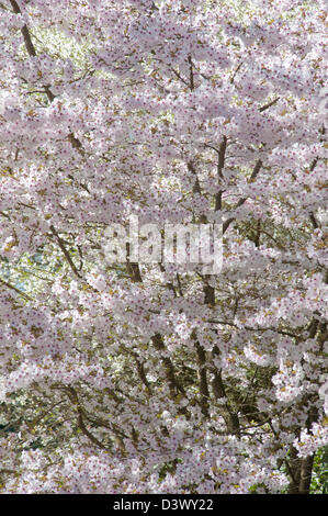 Prunus 'the bride'. Flowering Cherry Tree at RHS Wlsley Gardens, Surrey ...
